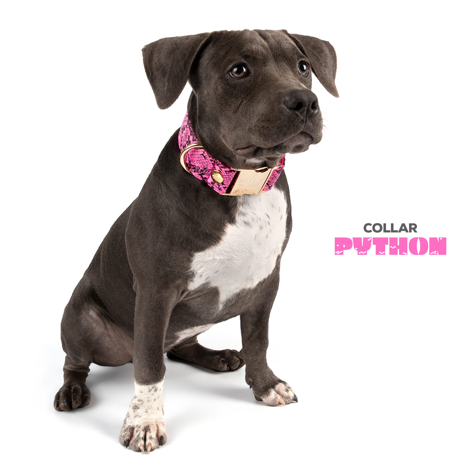 Ripley - COLLAR PERROS Y GATOS PYTHON PERRITO PITUCO FUCSIA NEÓN TALLA L
